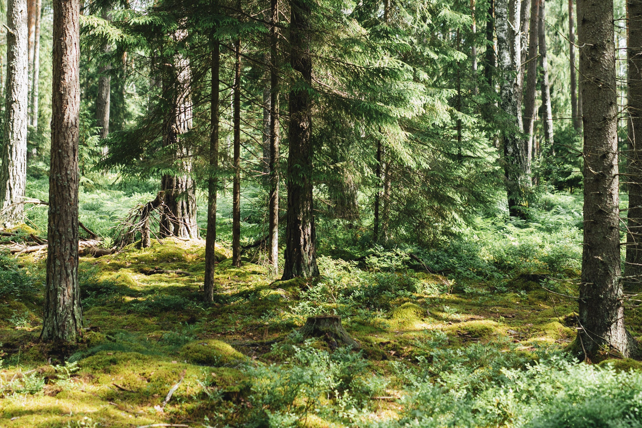 Why Forest Microbiome is the new must have-ingredient in your skincare ...